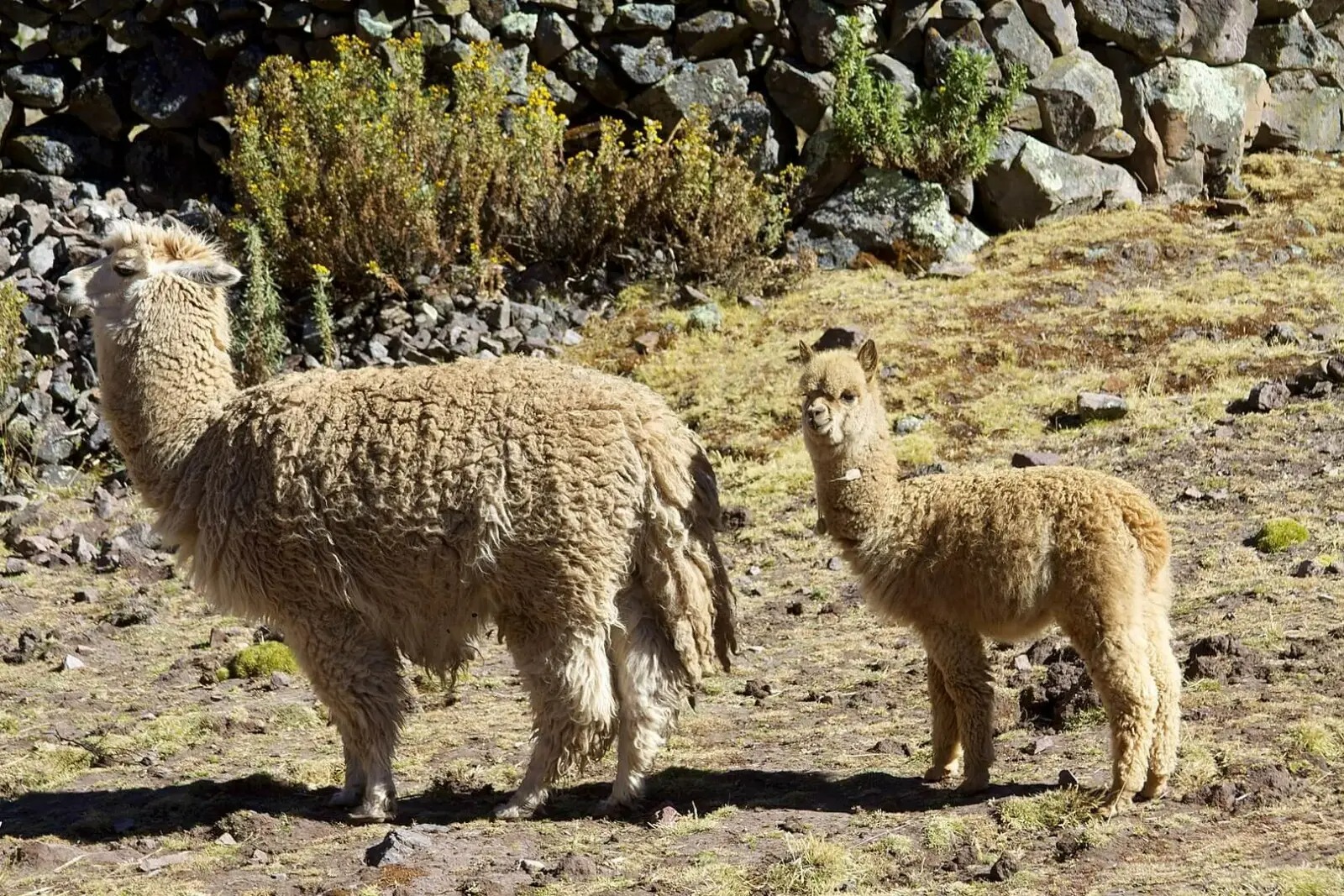 15 Animal Hybrids That You've Never Seen Before - Gadget Review