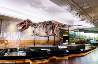 Prehistoric Luxury: Scientists Create Genuine Leather Using T. Rex DNA ...