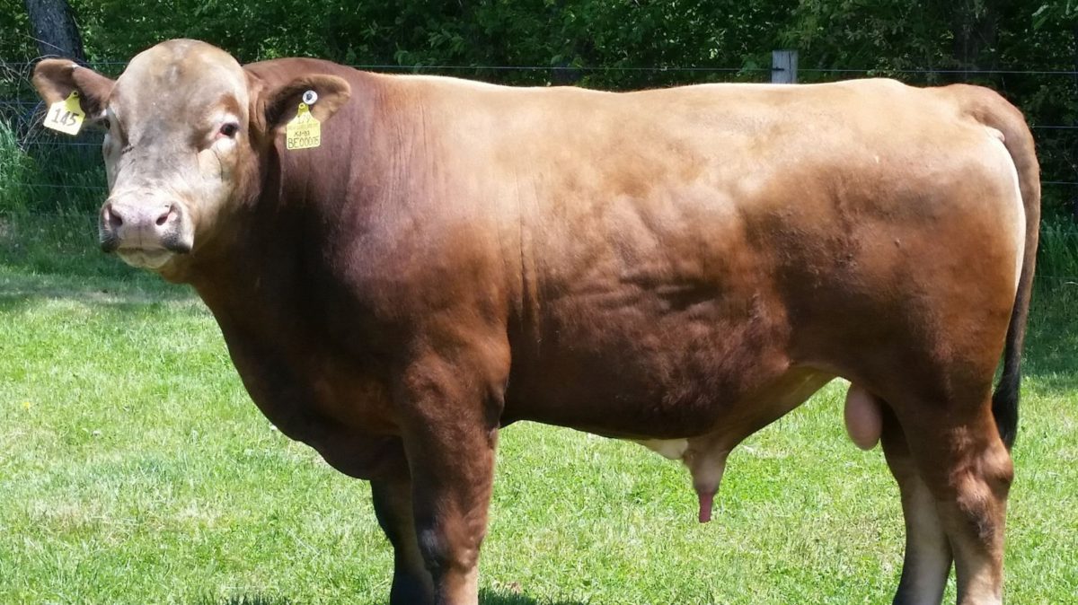 15 Animal Hybrids That You've Never Seen Before - Gadget Review