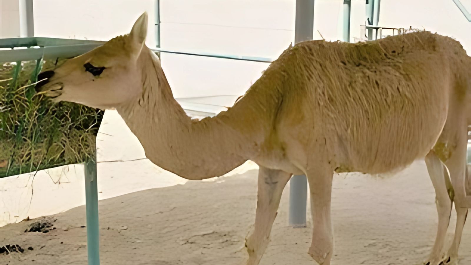 15 Animal Hybrids That You've Never Seen Before - Gadget Review