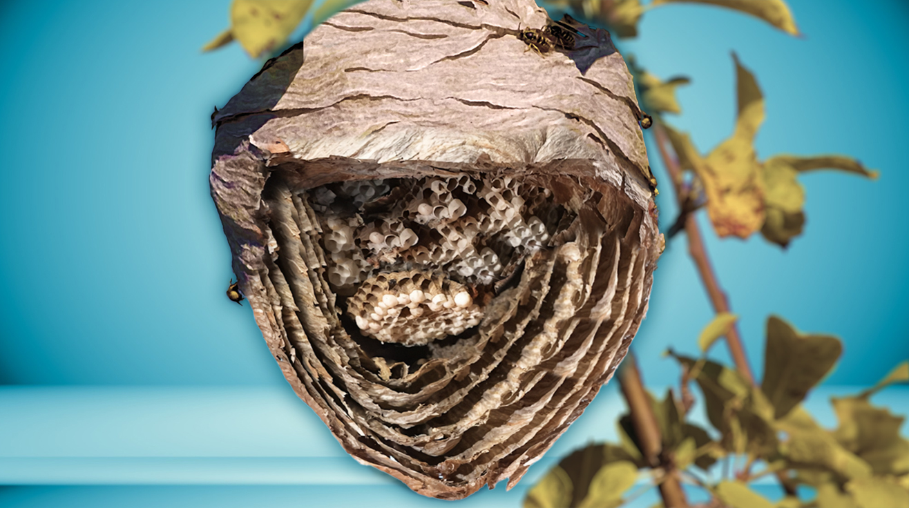 What's Inside of a Wasp's Nest? - Gadget Review