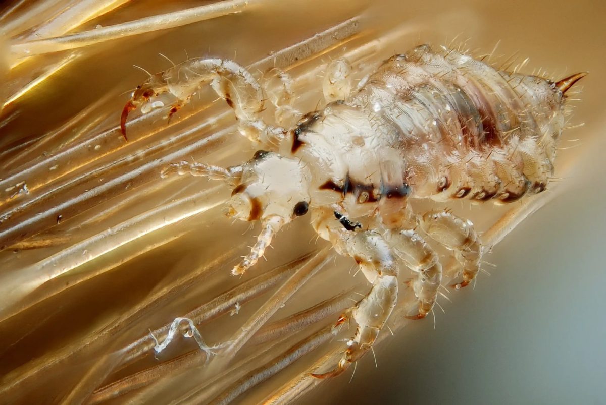 Every Parasite Explained: From Microparasites to Mind Controllers ...