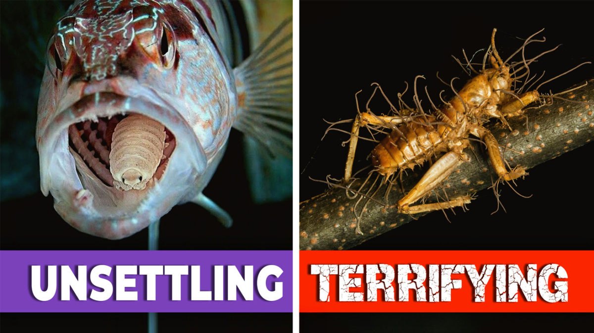 Every Parasite Explained: From Microparasites to Mind Controllers ...