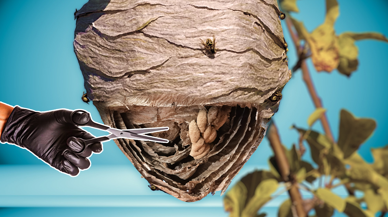 What's Inside of a Wasp's Nest? - Gadget Review