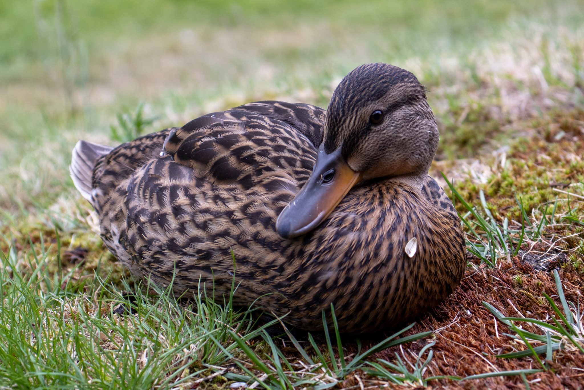 15 Animal Hybrids That You've Never Seen Before - Gadget Review