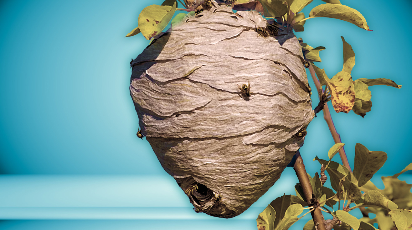 What's Inside of a Wasp's Nest? - Gadget Review