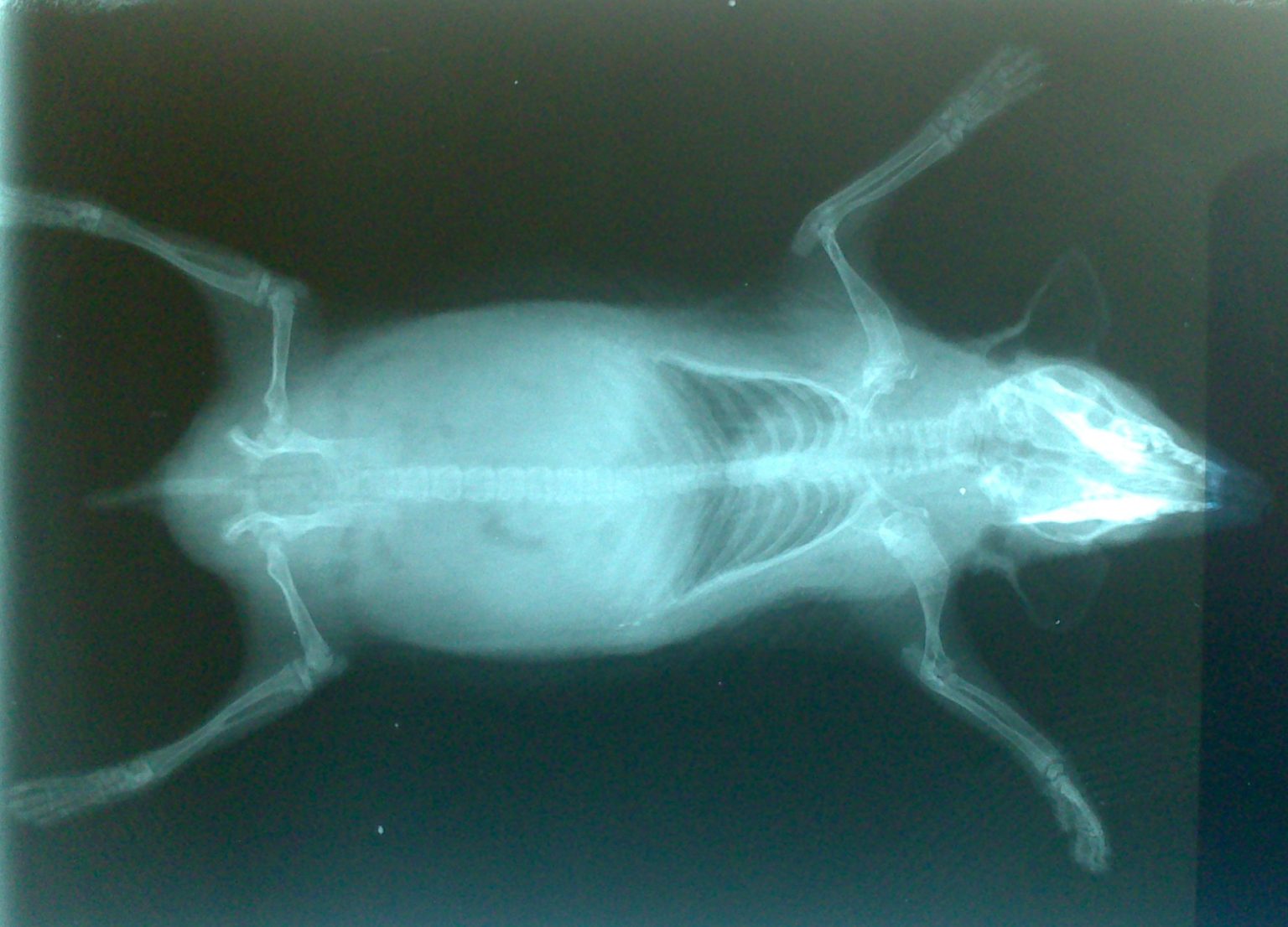 23 Unsettling Science Facts That Sound Made Up (But Aren’t) - Gadget Review