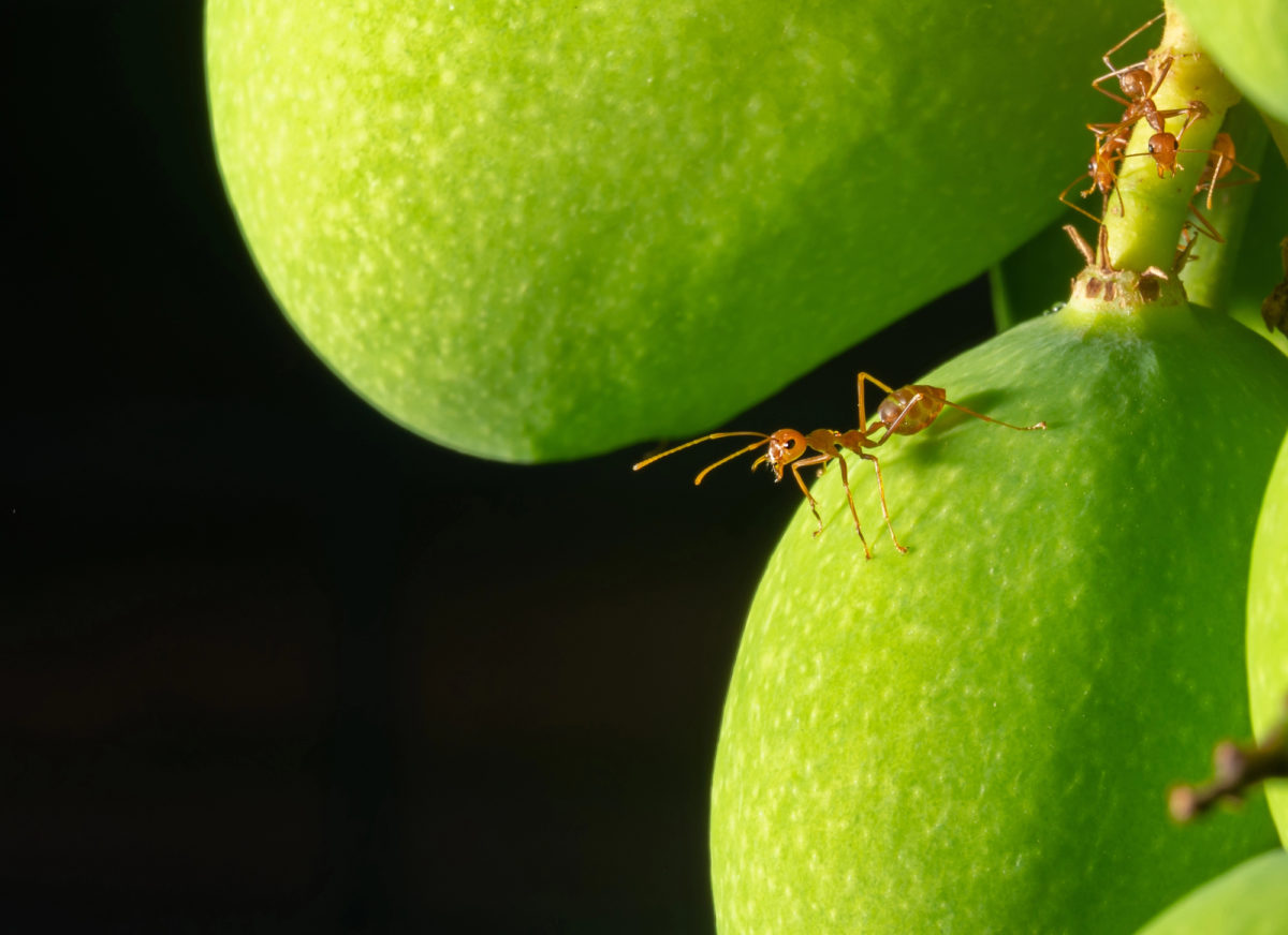 Every Parasite Explained: From Microparasites to Mind Controllers ...