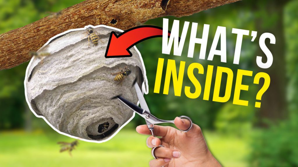 What's Inside of a Wasp's Nest? - Gadget Review