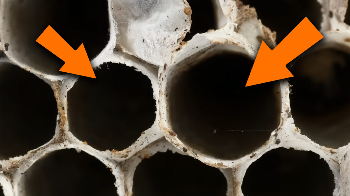 What's Inside of a Wasp's Nest? - Gadget Review