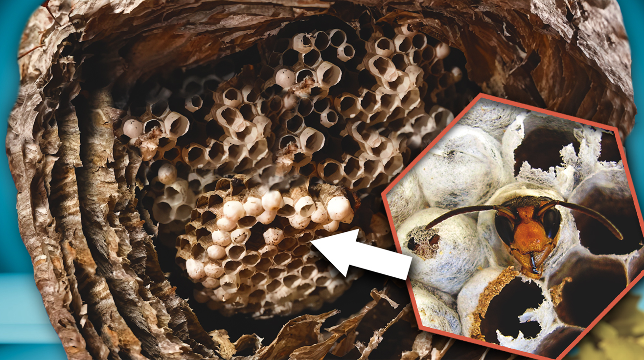 What's Inside of a Wasp's Nest? - Gadget Review