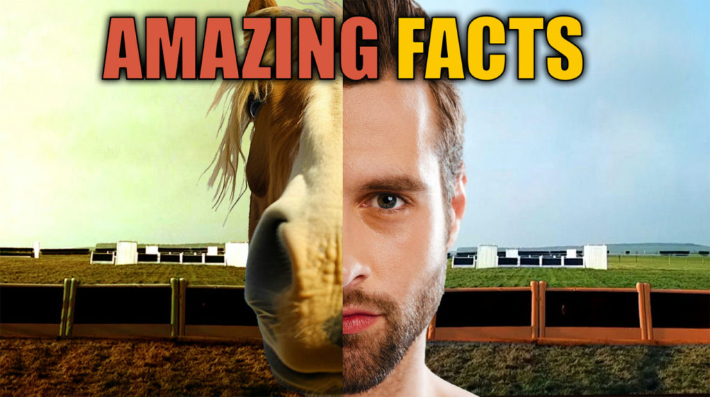 6 Wild Trivia Bits: Chewing Gum Bans, the Firefox Logo Secret & More ...