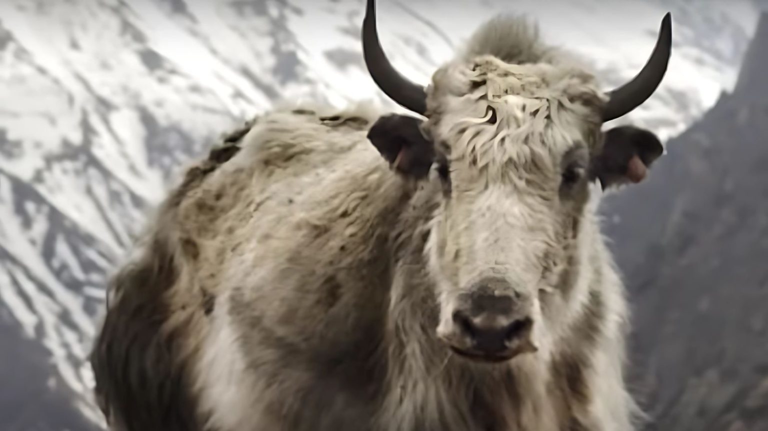 15 Animal Hybrids That You've Never Seen Before - Gadget Review