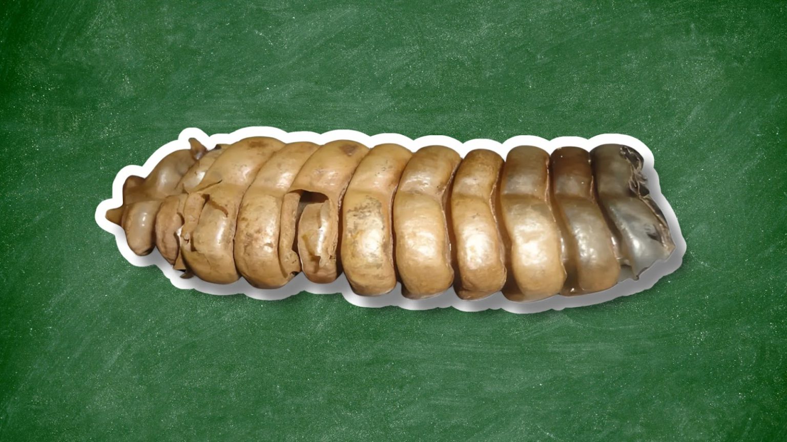 What Is Inside a Rattlesnake’s Rattle? - Gadget Review