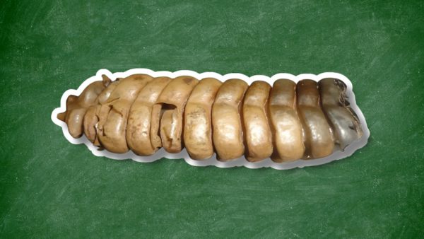 What Is Inside a Rattlesnake’s Rattle? - Gadget Review