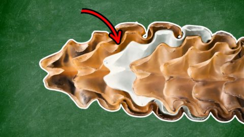 What Is Inside a Rattlesnake’s Rattle? - Gadget Review