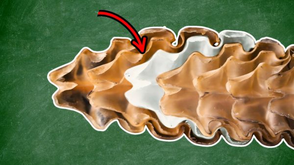 What Is Inside a Rattlesnake’s Rattle? - Gadget Review