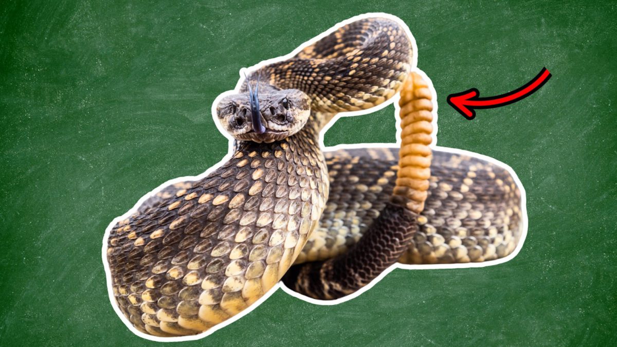 What Is Inside a Rattlesnake’s Rattle? - Gadget Review