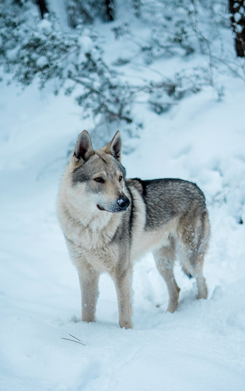 15 Animal Hybrids That You've Never Seen Before - Gadget Review